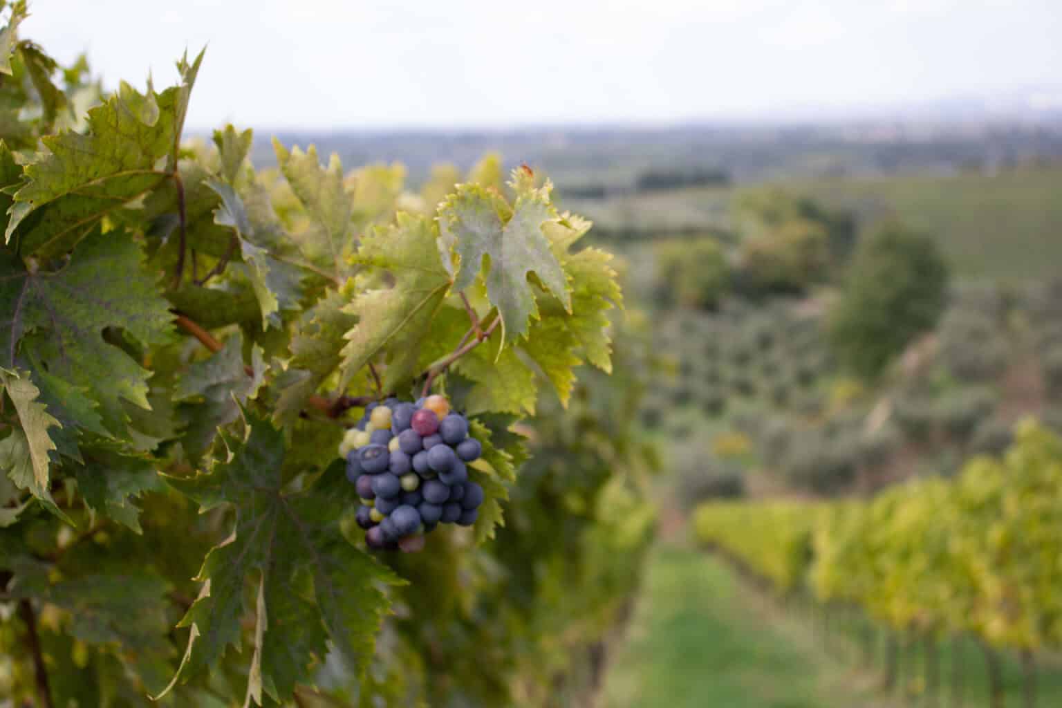 IN THE SHADOW OF ROME: ANCIENT ROMAN GRAPES | WINE | Roma (Italy ...